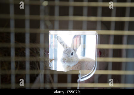 Bunny Family the rabbit hutch Stock Photo - Alamy