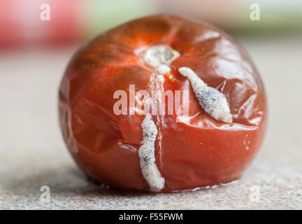 Mouldy tomato fungal growth Stock Photo - Alamy