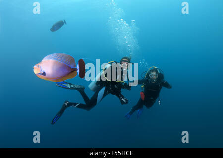 Young Elongate Unicornfish Naso lopezi juv., Acanthuridae, Indo-pacific ...