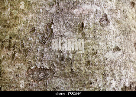 Beech Bark Background Texture Stock Photo - Alamy