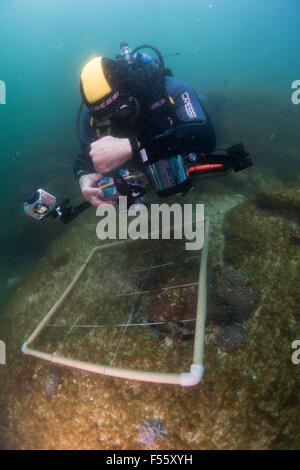 scuba diver scient using photo quadrat to estimate coral cover and data ...