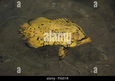 Lobotes surinamensis Atlantic Tripletail fish floating at surface ...