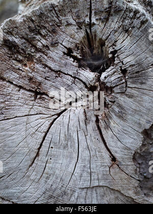 Inside a decaying old tree stump showing the blackened, rotting timbers ...