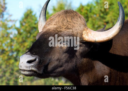 Gaur (Bos gaurus gaurus) close up of immature being bothered by flies ...