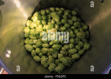 Fuggles Hops Humulus lupulus- freshly green hops being harvested for ...