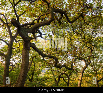 Deciduous woodland on the slopes of The Wrekin, near Telford ...