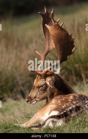 Stag lying down at Knole Park, Kent Stock Photo - Alamy