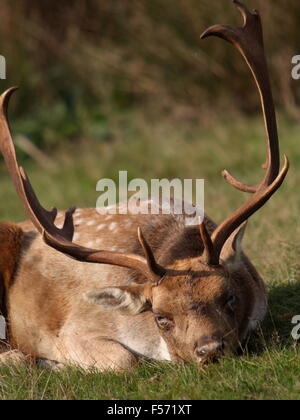 Stag lying down at Knole Park, Kent Stock Photo - Alamy
