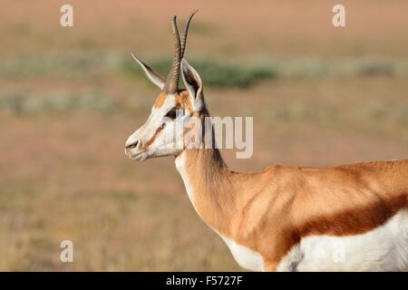 Golden Springbok outside South Africa House Trafalgar Square London SW1 ...