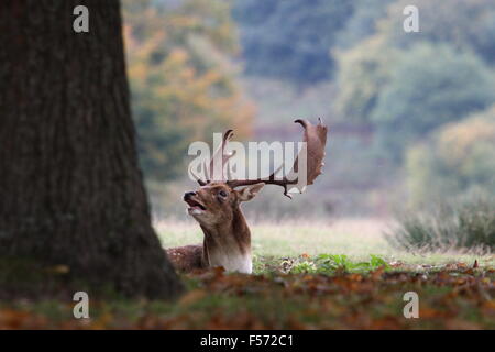 Stag lying under a tree at Knole Park, Kent Stock Photo - Alamy