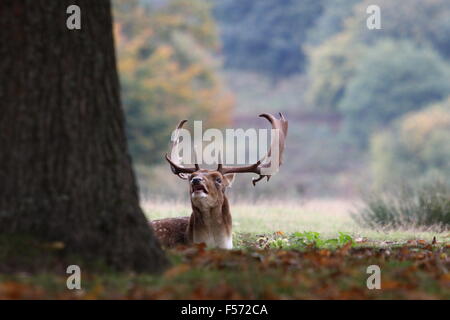 Stag lying under a tree at Knole Park, Kent Stock Photo - Alamy