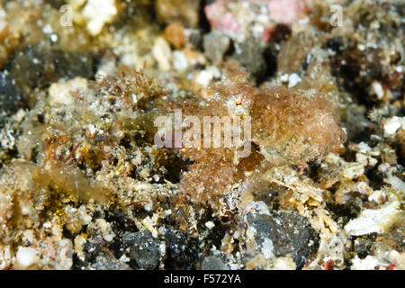 Hairy Octopus, Octopus sp., Lembeh Strait, North Sulawesi, Indonesia ...