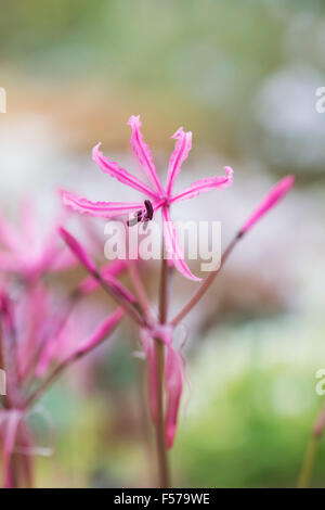 Nerine humilis peersil group flower Stock Photo - Alamy