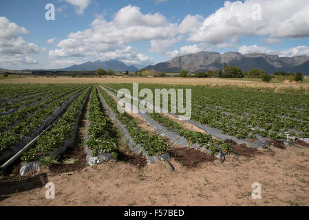 Strawberry farm in the western Cape region of South Africa Stock Photo ...