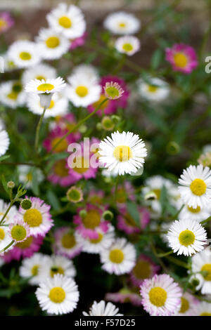 Erigeron karvinskianus. Fleabane flowers growing in a wall Stock Photo ...