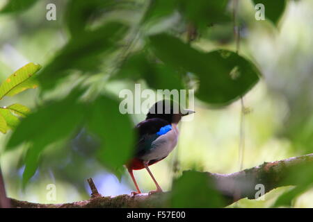 Ivory-breasted Pitta (Pitta maxima) in Halmahera, Indonesia Stock Photo ...