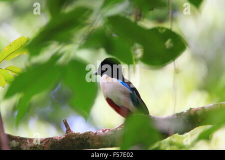 Ivory-breasted pitta (Pitta maxima), endemic bird of Halmahera ...