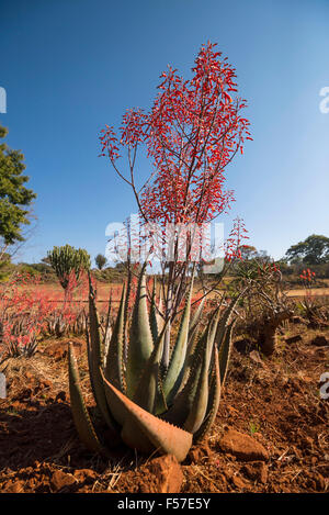 Aloe chabaudii flowering in Ewanrigg Botanical Garden Zimbabwe Stock ...