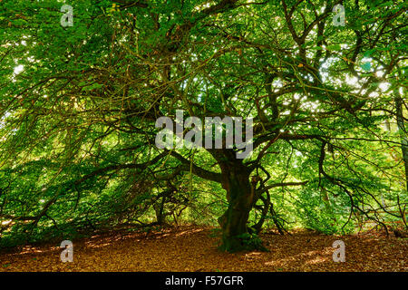France, Champagne, twisted beech tree at Les Faux de Verzy forest Stock ...