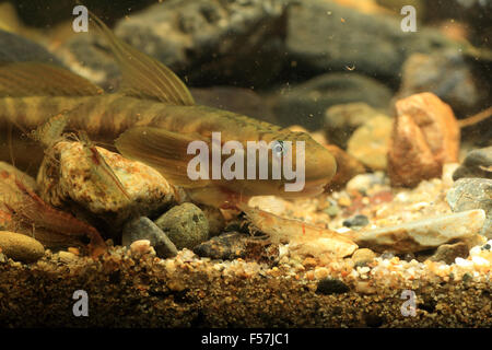 Monk goby (Sicyopterus japonicus) in Japan Stock Photo - Alamy