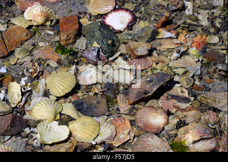 Saint-Jacques shell,Port Pors Even,Ploubazlanec near Paimpol,Cotes-d ...