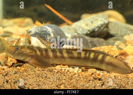 Monk goby (Sicyopterus japonicus) in Japan Stock Photo - Alamy