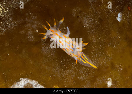 Polycera quadrilineata nudibranch Stock Photo - Alamy