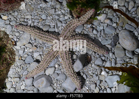Spiny starfish, Spiny sea star, Eisstern, Eisseestern, Eis-Seestern ...