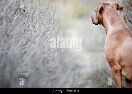 Dog Rhodesian Ridgeback / African Lion Hound adult sitting / The ridge ...