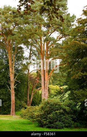 Leaves of trees during the winter solstice, on December 21, 2025, in ...