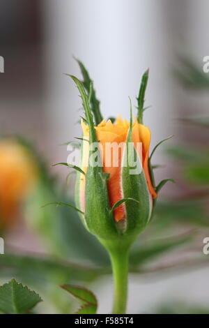 Horizontal close-up of unopened rose buds with reddish stems and a ...