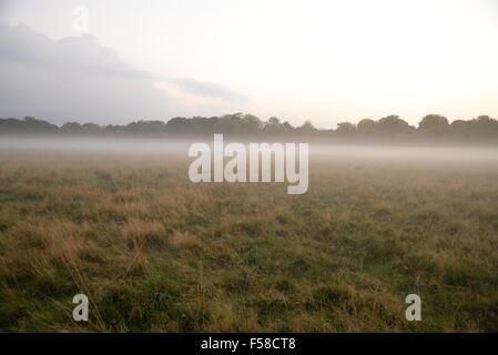 Misty dusk at Phoenix Park Stock Photo - Alamy