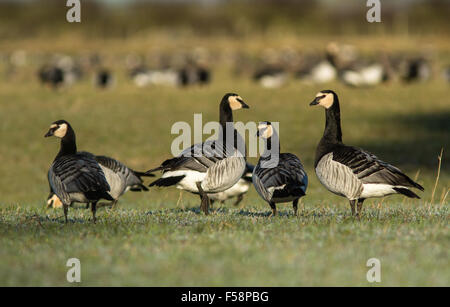 Barnacle Geese on the grasslands of the Solway Firth having arrived on ...