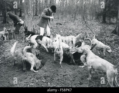 FOX HUNTING in England about 1950 Stock Photo - Alamy