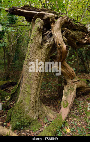 Old Fallen Tree with trunk snapped off Stock Photo - Alamy