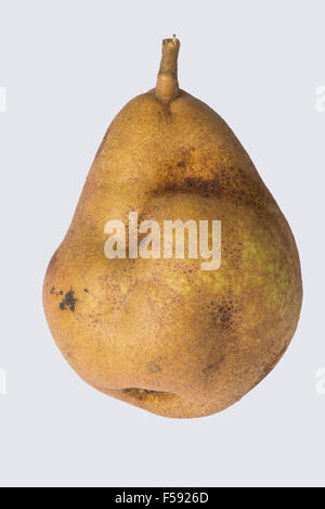 Fruit deformity on Doyenne du Comice pear caused by pear stony pit ...