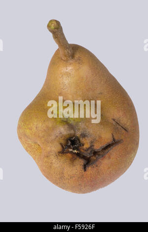 Fruit deformity on pear caused by pear stony pit virus, PSPV, October ...
