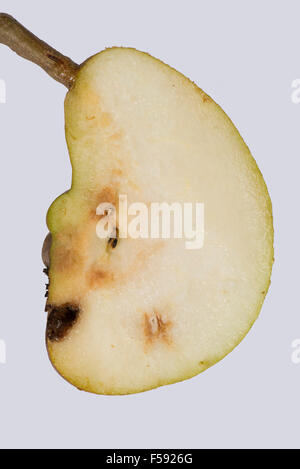 Fruit deformity on pear caused by pear stony pit virus, PSPV, October ...