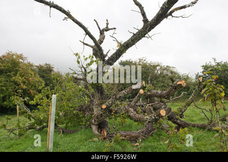 Fallen oak tree rotting and killed by several fungal pathogens with ...