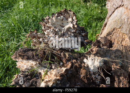 Fallen oak tree rotting and killed by several fungal pathogens with ...