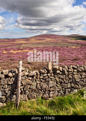 A dry stone wall and wildflowers near Castlerigg in the Lake District ...