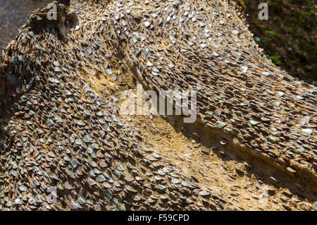 Wishing Tree: coins hammered into tree trunk for luck. The Hermitage ...