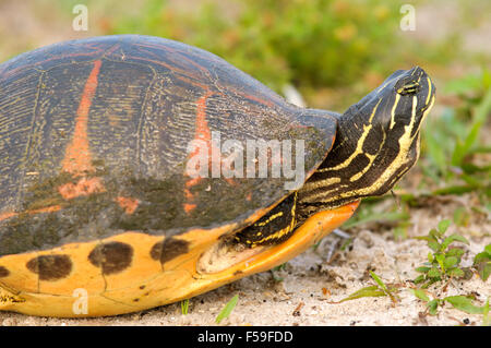 Florida red-bellied cooter, AKA Florida Redbelly Turtle (Pseudemys ...