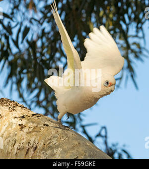 Little Corella Cockatoos flying from a Eucalyptus Gum Tree ( Cacatua ...