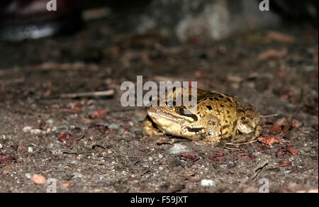 Pyrenean Frog laying eggs in a river of Vall de Boi, Lleida, Catalonia ...