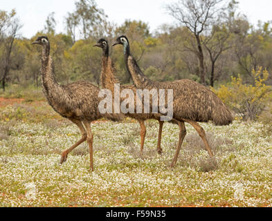 Flock of emus wandering across landscape with carpet of low white ...
