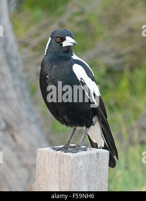 Australian Magpie, Bird Stock Photo - Alamy