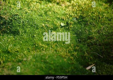Alpine Pearlwort (Sagina saginoides Stock Photo - Alamy