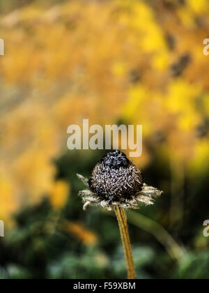 Oct. 30, 2015 - Bud of fallen flower covered with hoarfrost © Igor ...