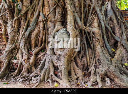 Buddha statue head ingrown in strangler fig roots (Ficus religiosa ...